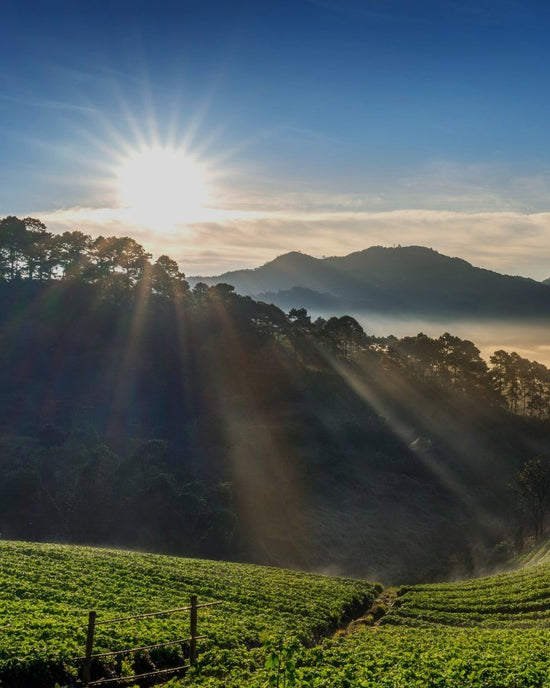 BandiFull - Premium Ceylon cinnamon, Ceylon tea, and Masala Chai